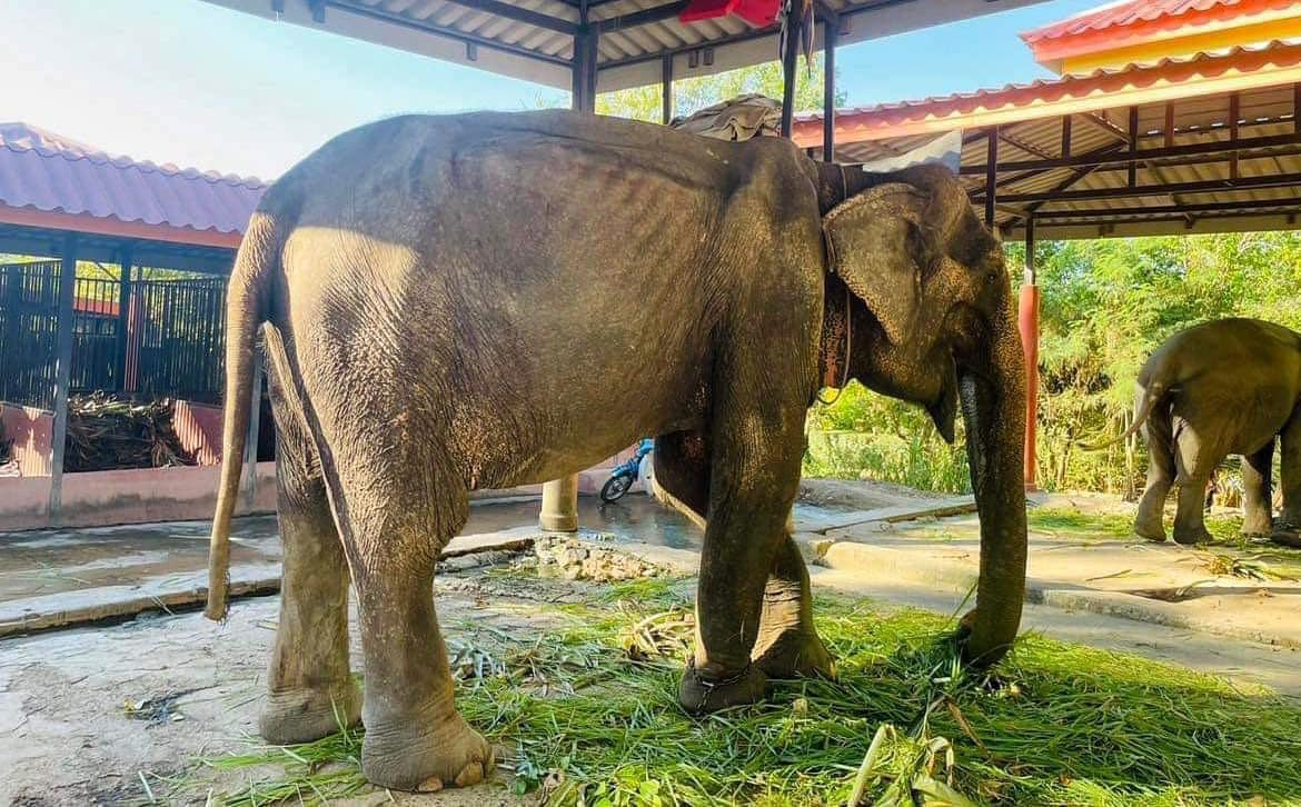 Elephant finally rescued after over 80 years in shackles – finally lays ...