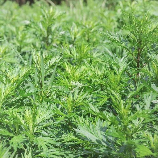 Mugwort Plant: Benefits, Properties, and Uses - DAILY MODEL
